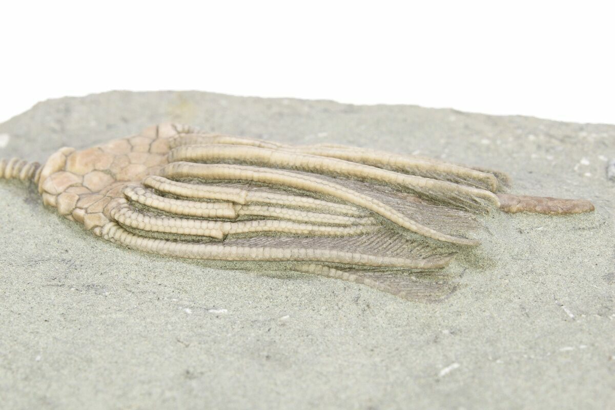 3" Fossil Crinoid (Macrocrinus) - Crawfordsville, Indiana (#263073) For ...