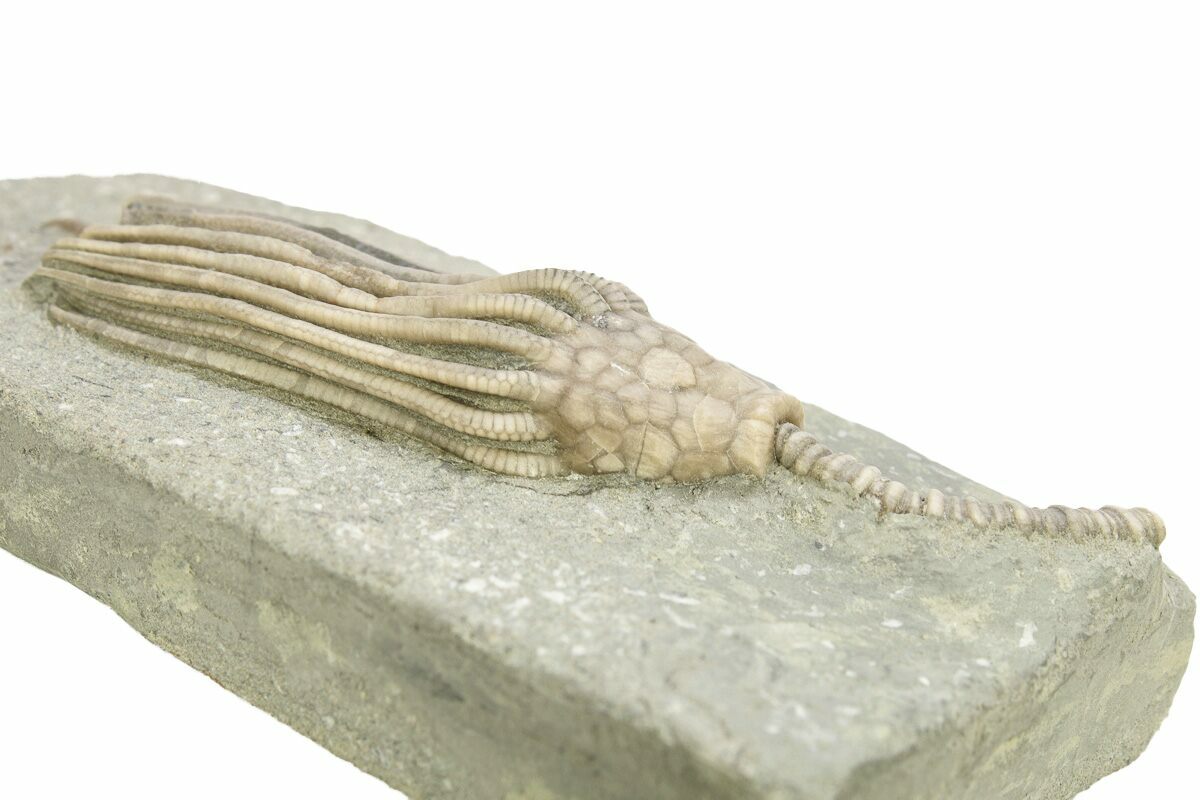 2.5" Fossil Crinoid (Macrocrinus) - Crawfordsville, Indiana (#263085 ...