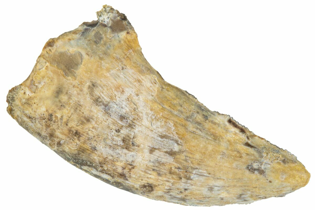 .83" Tyrannosaur (Nanotyrannus?) Tooth - Montana (#263367) For Sale ...
