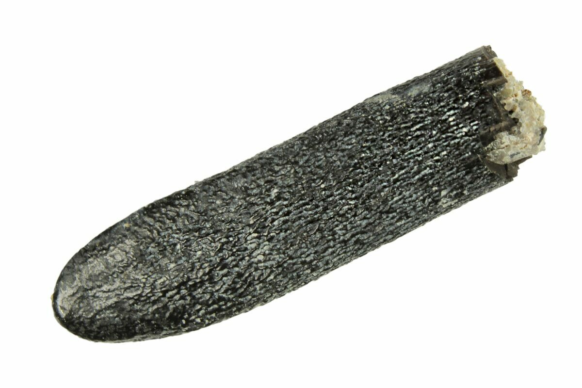 .75" Sauropod Dinosaur (Diplodocus) Tooth - Bone Cabin Quarry (#263896 ...