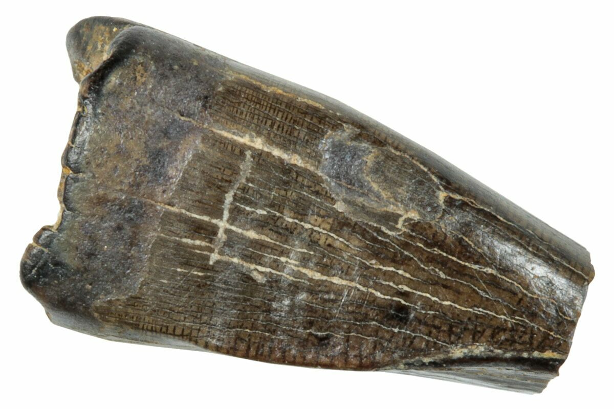 .44" Juvenile Tyrannosaur Premax Tooth - Judith River Formation (#263828) For Sale - FossilEra.com