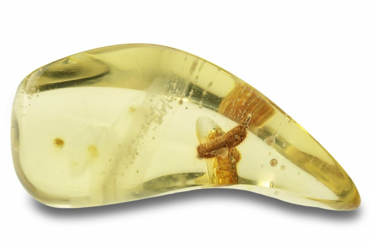 1.45" Polished Colombian Copal (3.3 g) with Millipede (#264286) For ...