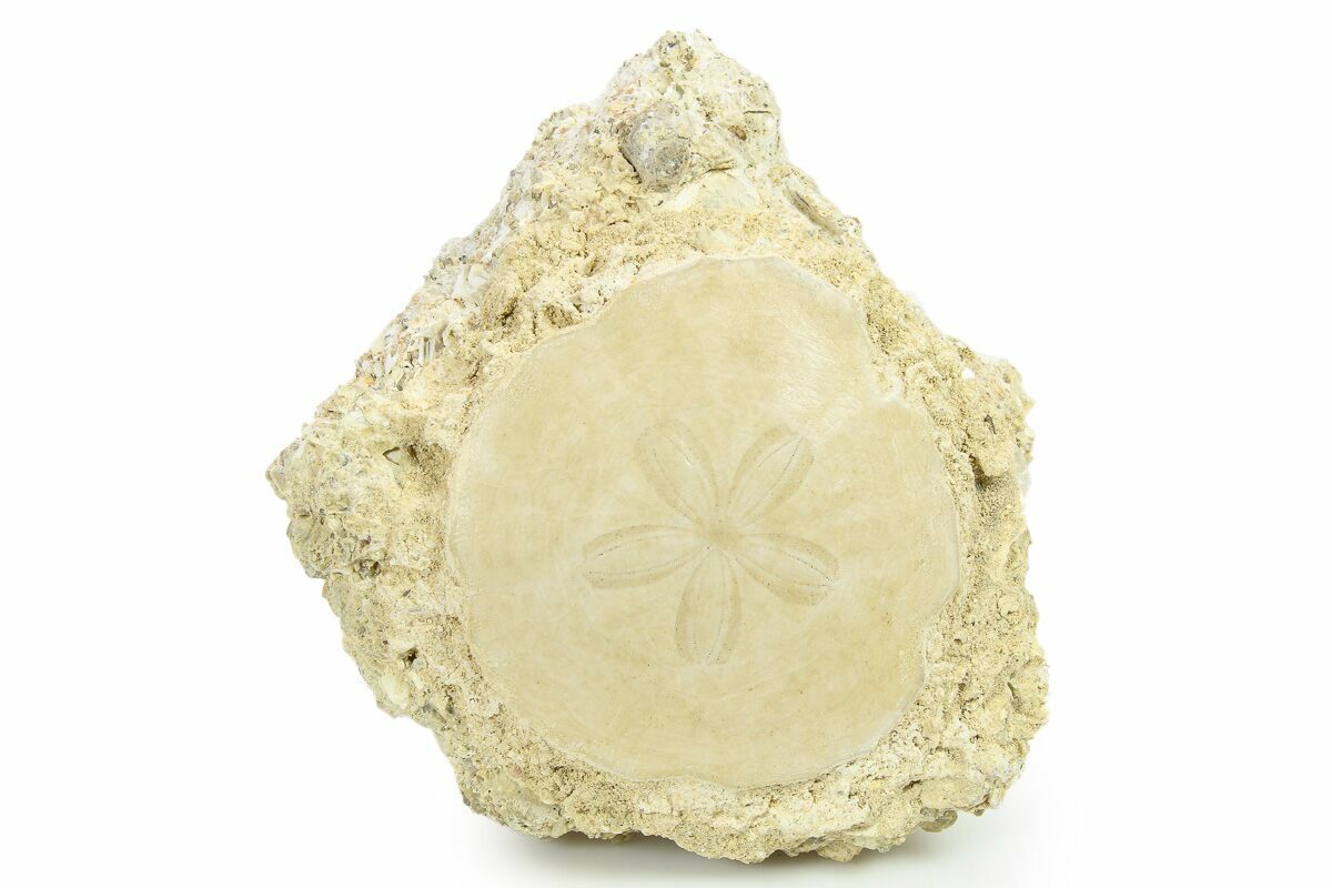 2.7" Fossil Sand Dollar (Scutella) - France (#264731) For Sale ...