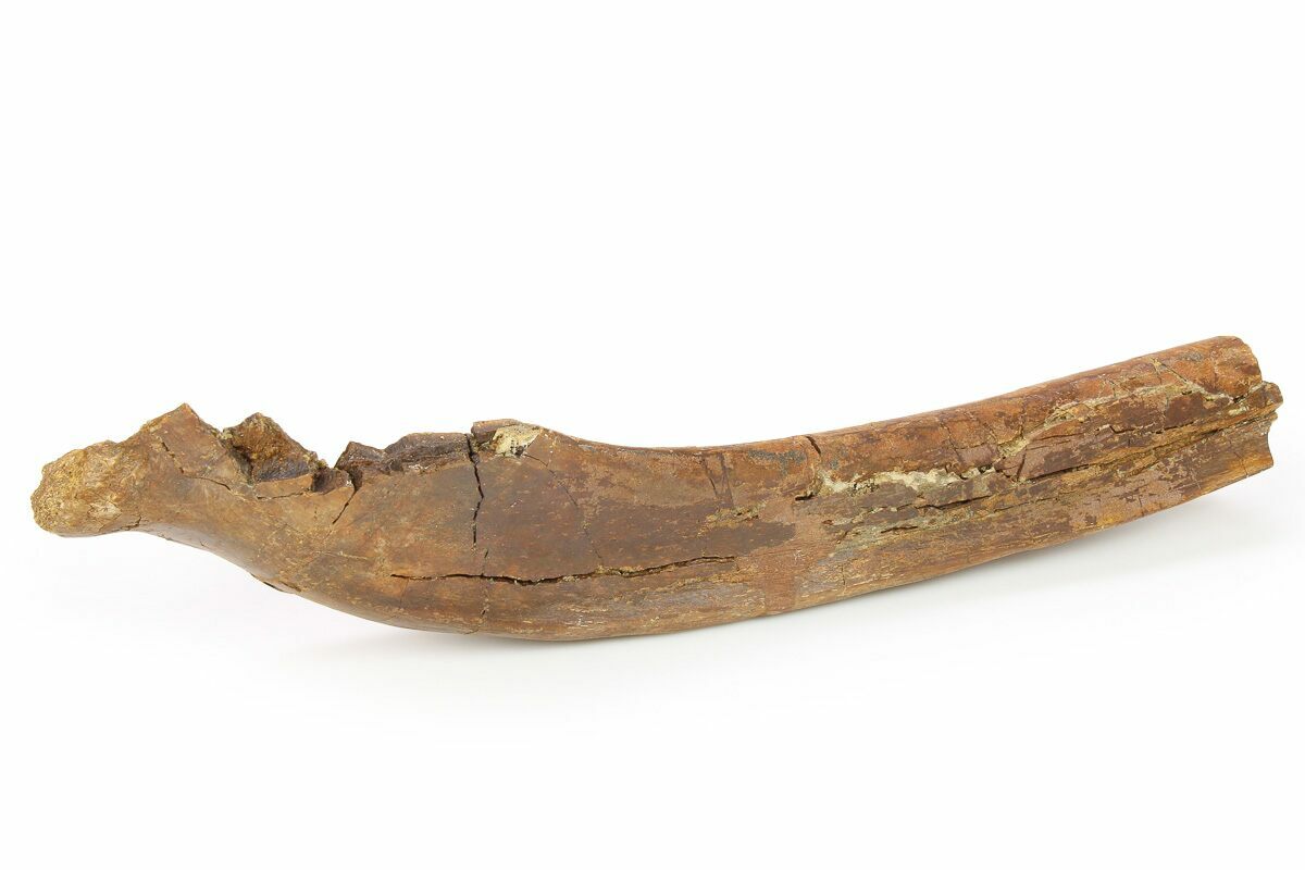 12.3" Hadrosaur (Edmontosaurus) Rib Bone - Wyoming (#264952) For Sale ...