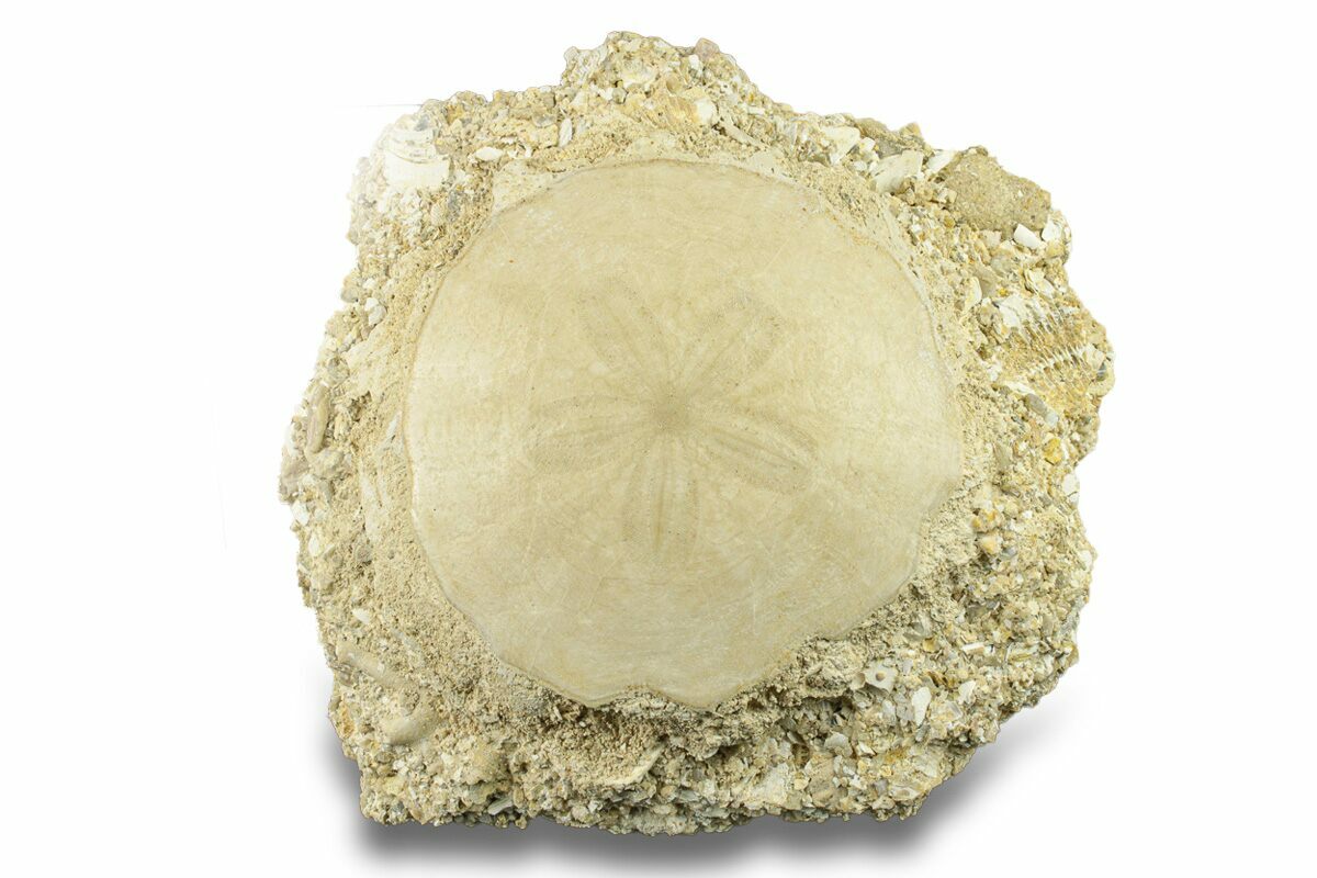 2.7" Fossil Sand Dollar (Scutella) - France (#264726) For Sale ...