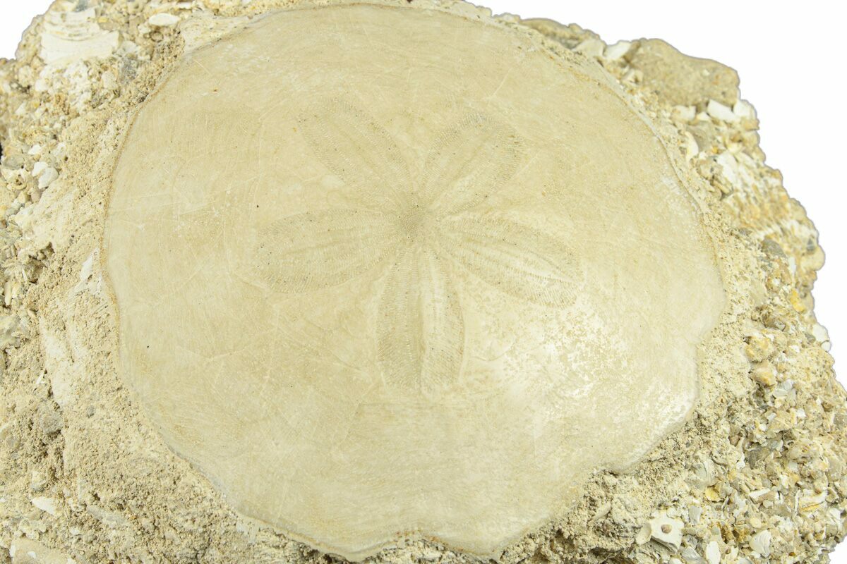 2.7" Fossil Sand Dollar (Scutella) - France (#264726) For Sale ...