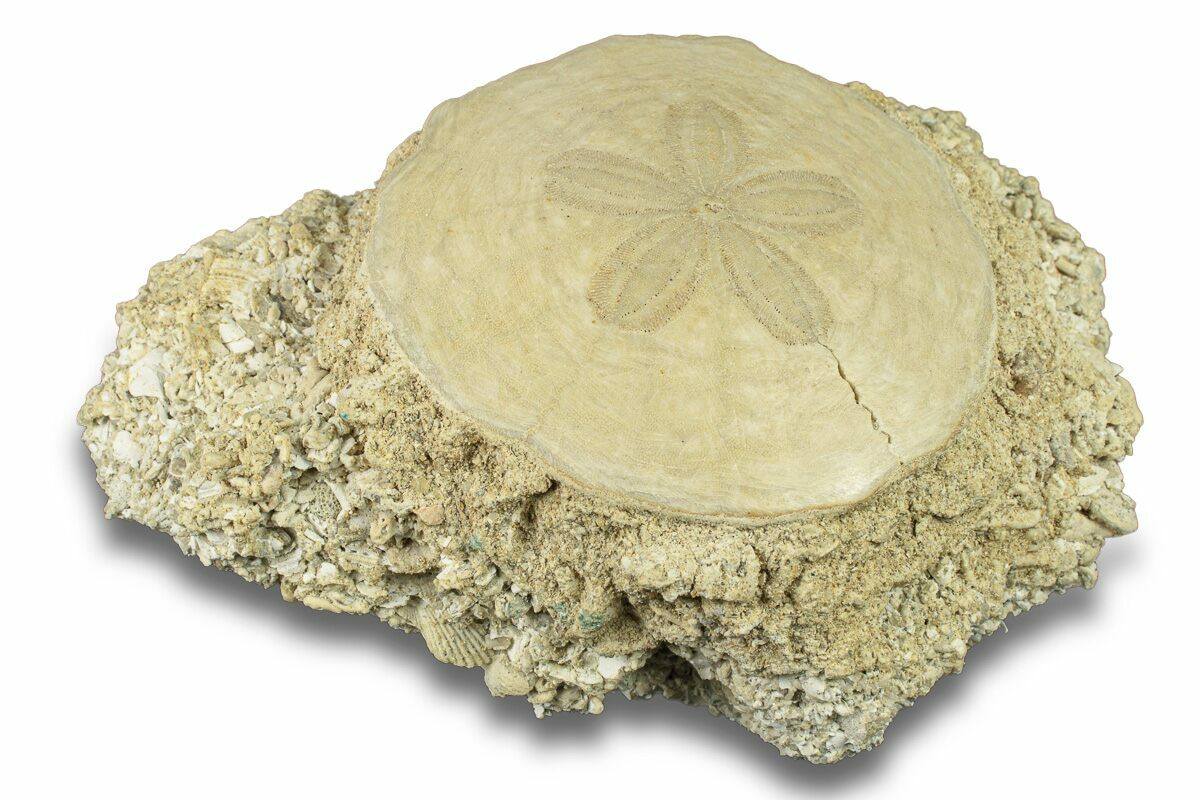 2.5" Fossil Sand Dollar (Scutella) - France (#264728) For Sale ...