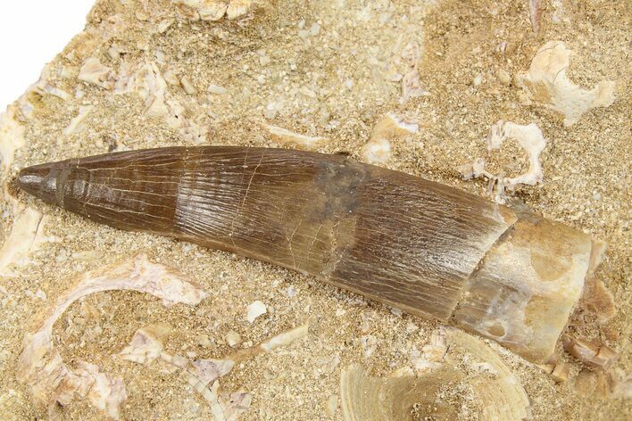 2.07" Fossil Plesiosaur (Zarafasaura) Tooth With Fish Verts (#264625 ...