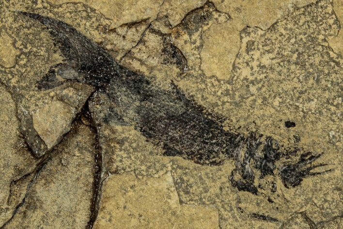 1.7" Permian Fossil Fish (Paramblypterus) - Germany (#264884) For Sale ...