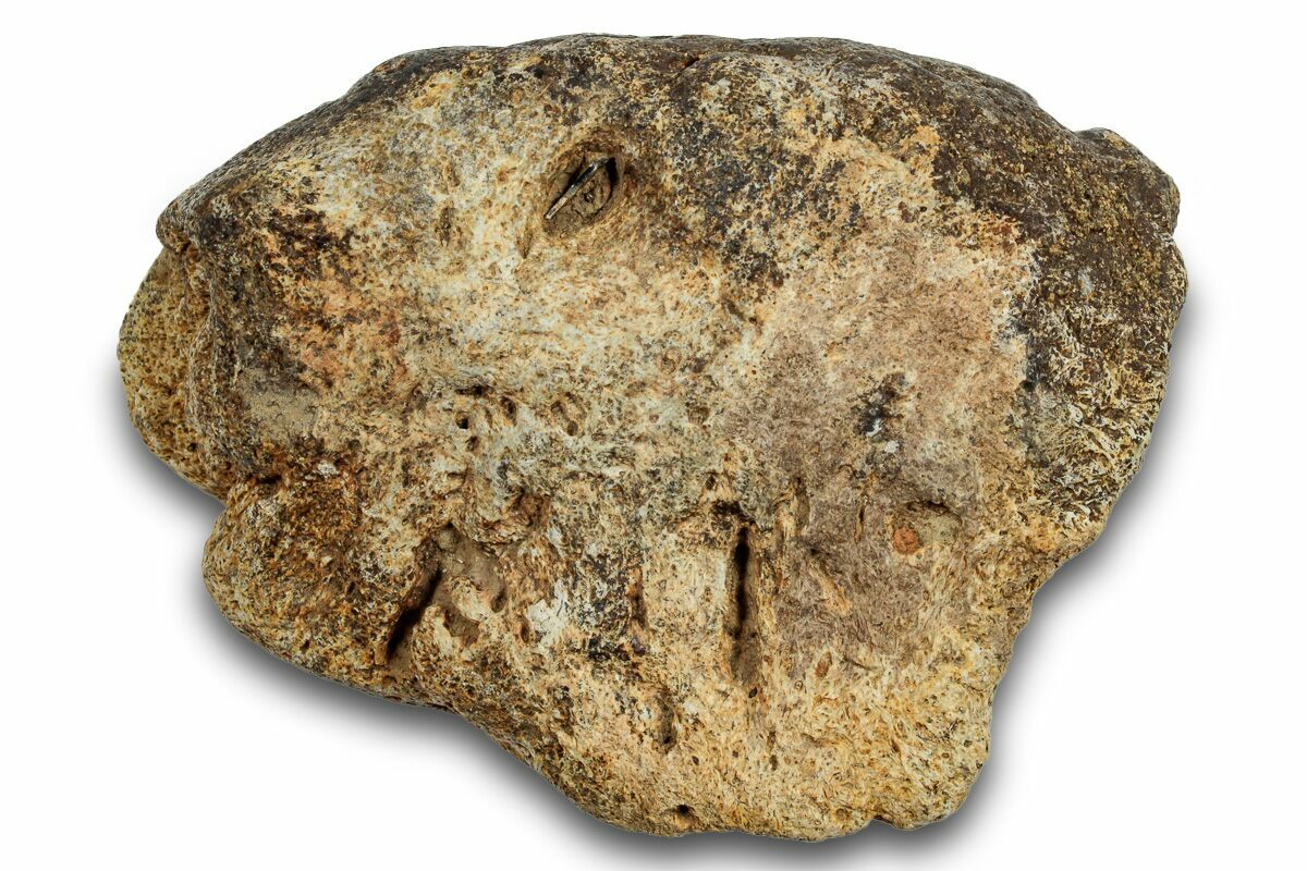 3.2" Dinosaur (Triceratops) Frill Shield Section - Montana (#264967 ...