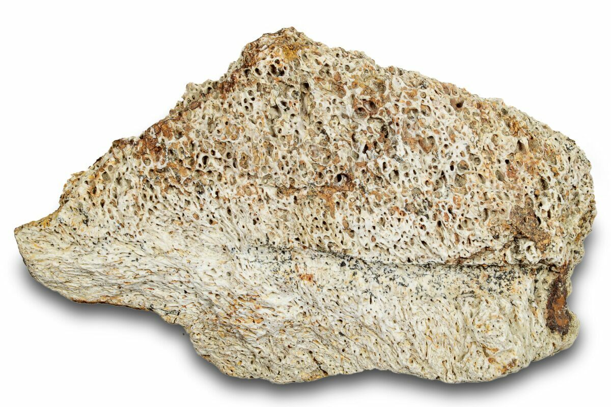 3.5" Dinosaur (Triceratops) Frill Shield Section - Montana (#264976 ...