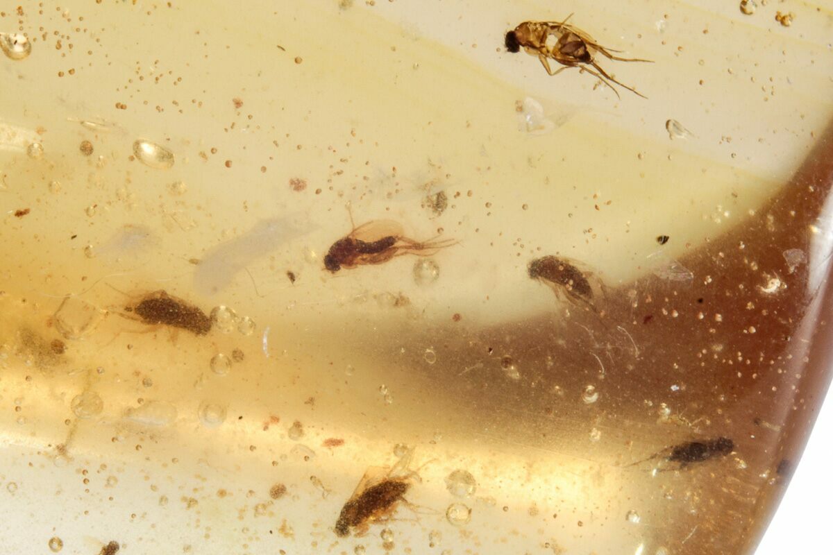 1.7" Polished Colombian Copal (10.5 g) - Several Flies (#265242) For ...