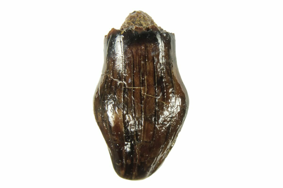 .20" Cretaceous Dinosaur (Thescelosaurus) Tooth - Wyoming (#265802) For ...