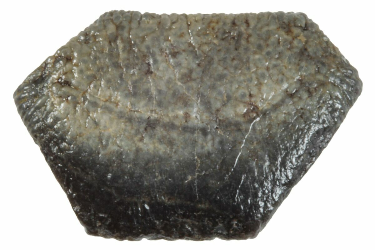 .30" Fossil Freshwater Ray (Myledaphus) Tooth - Wyoming (#265886) For ...