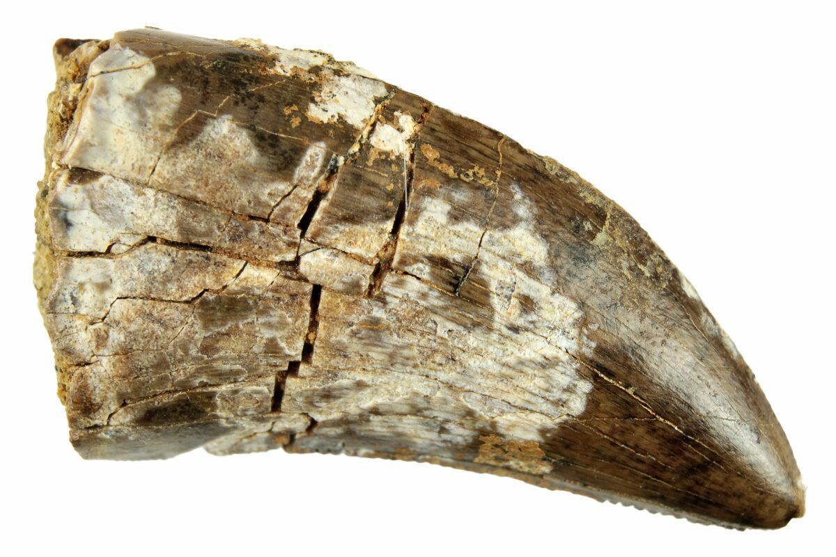 .77" Serrated Tyrannosaur (Nanotyrannus?) Tooth - Montana (#265964) For ...