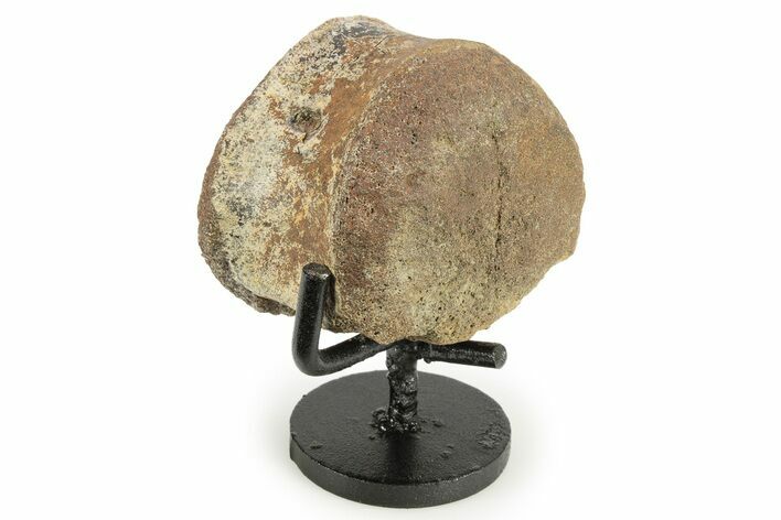 3" Hadrosaur (Brachylophosaurus?) Vertebra with Stand - Montana ...