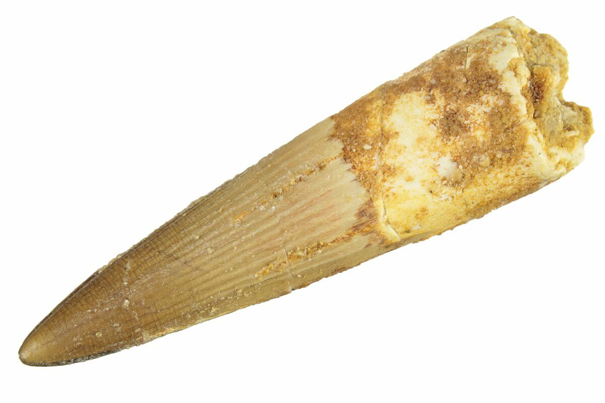 1.71" Real Fossil Spinosaurus Tooth - Excellent Tip (#266043) For Sale ...