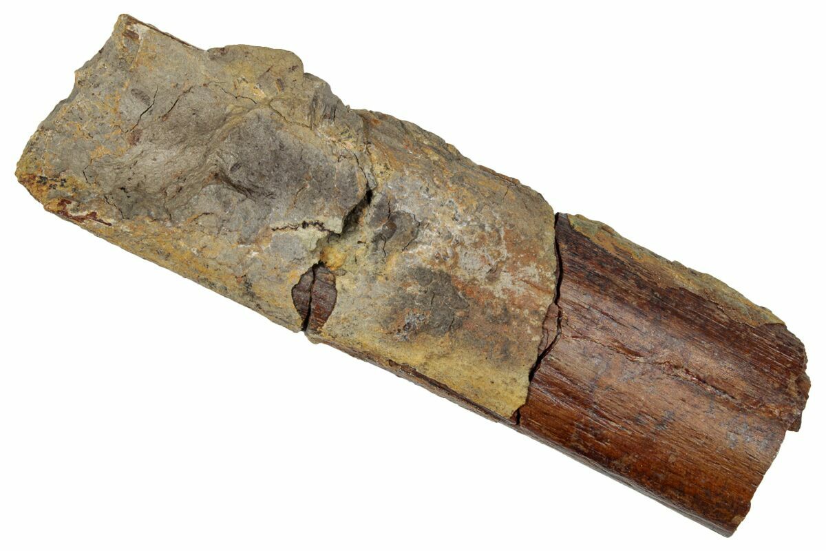 3.5" Hadrosaur (Edmontosaurus) Rib Bone - Wyoming (#265731) For Sale ...