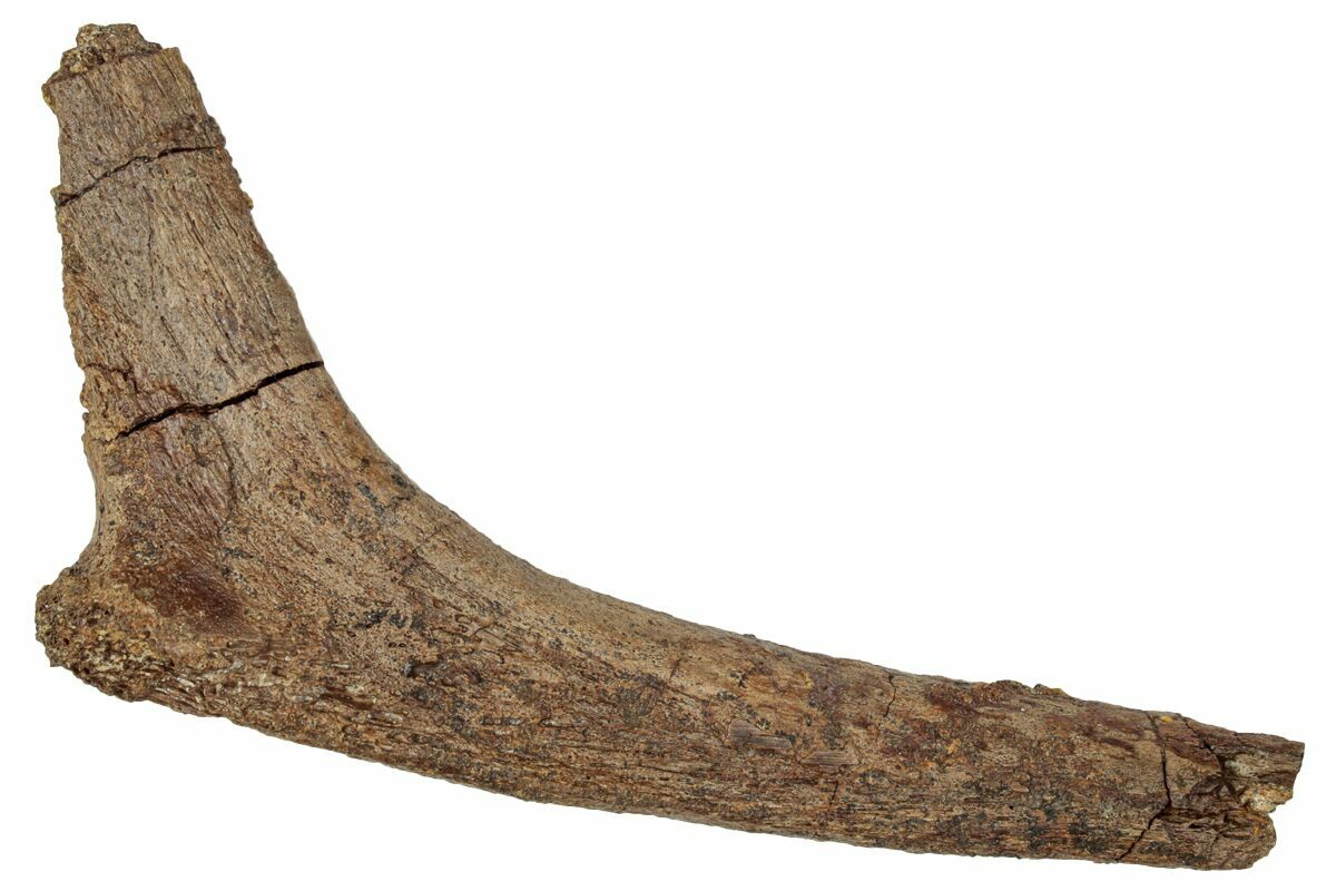 4.5" Hadrosaur (Edmontosaurus) Rib Bone - Wyoming (#265735) For Sale ...