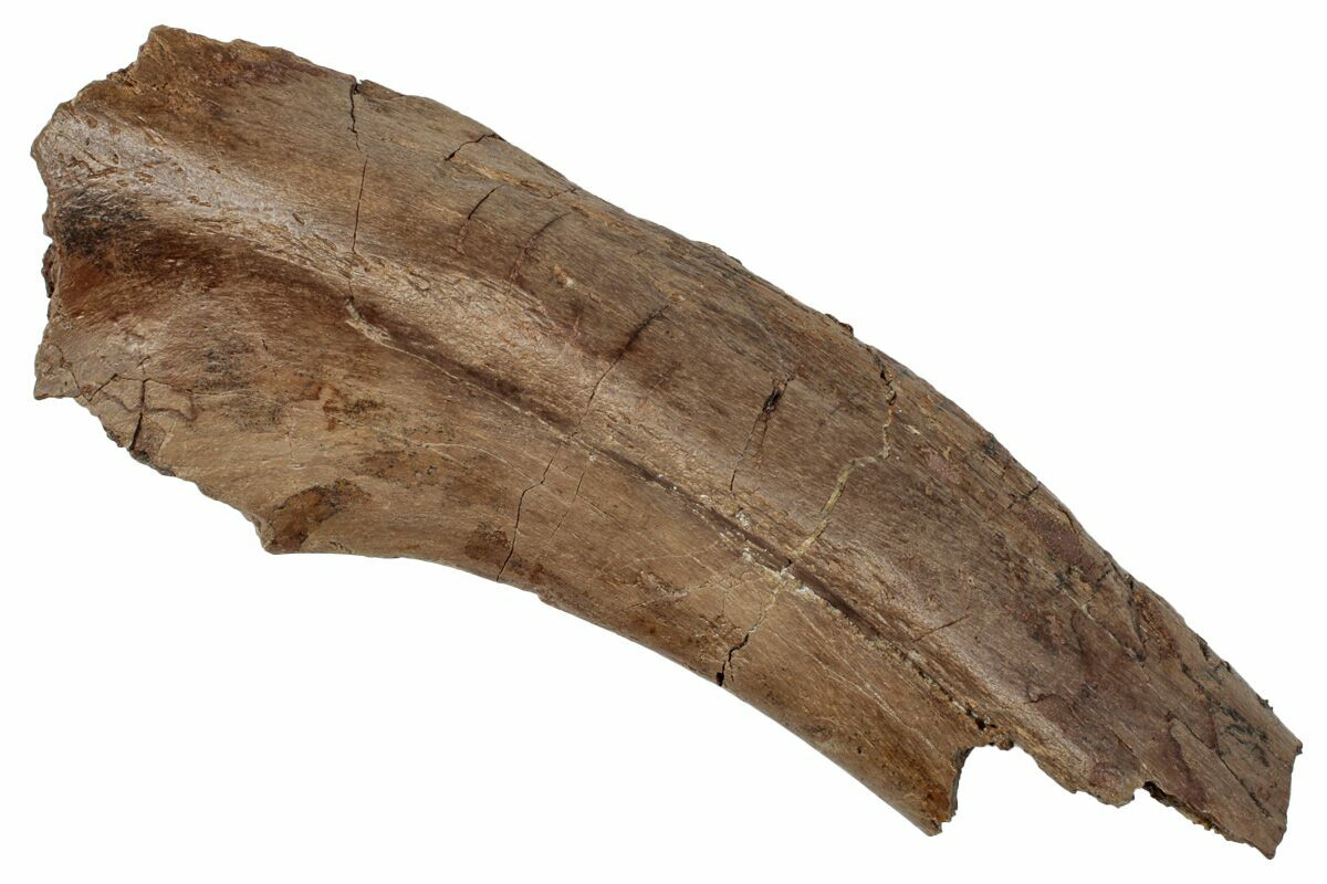 5.9" Hadrosaur (Edmontosaurus) Rib Bone - Wyoming (#265743) For Sale ...