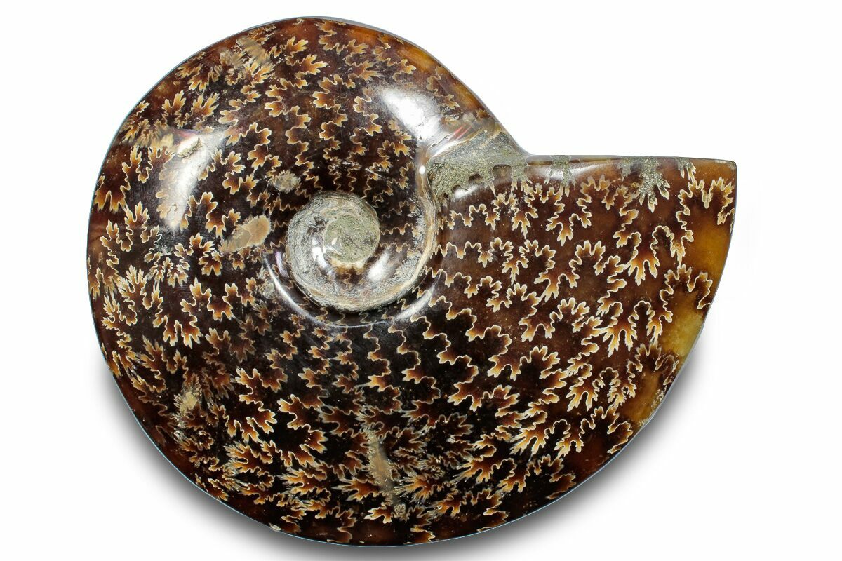 5" Polished Ammonite (Cleoniceras) Fossil - Madagascar (#266257) For ...
