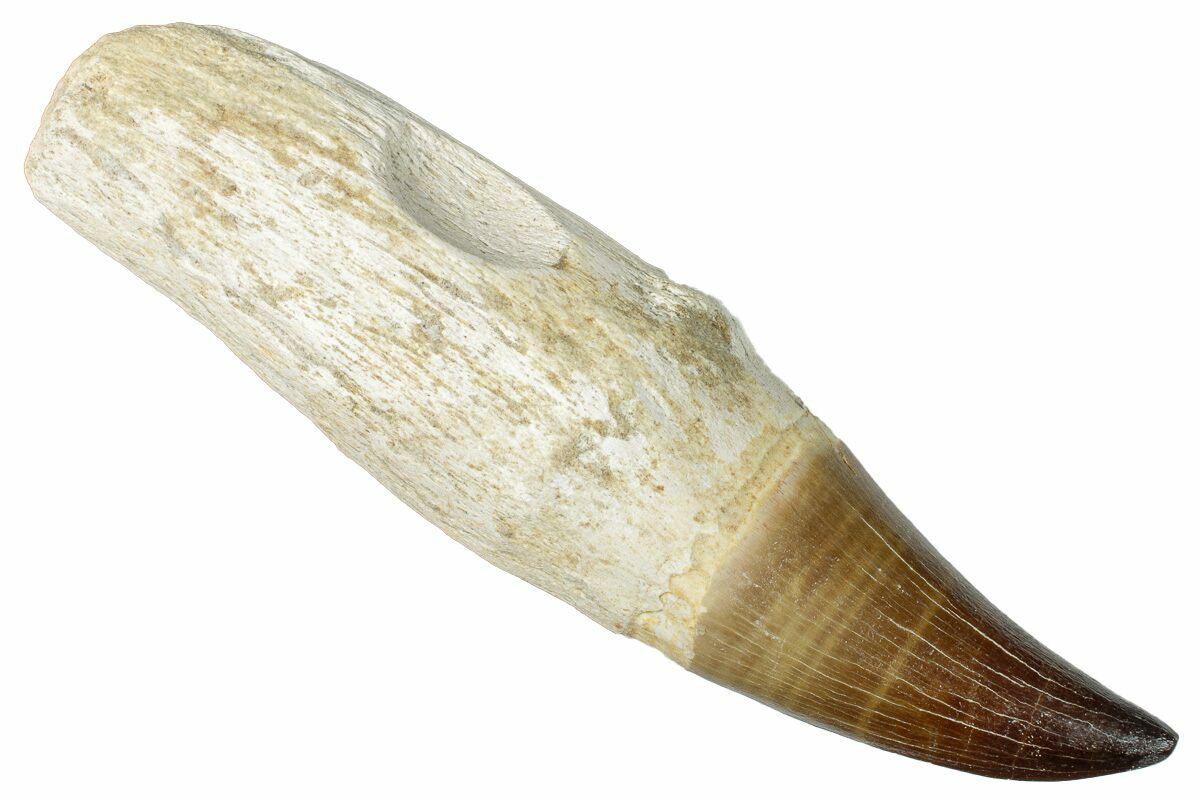 6" Fossil Rooted Mosasaur (Prognathodon) Tooth - Morocco (#265879) For ...