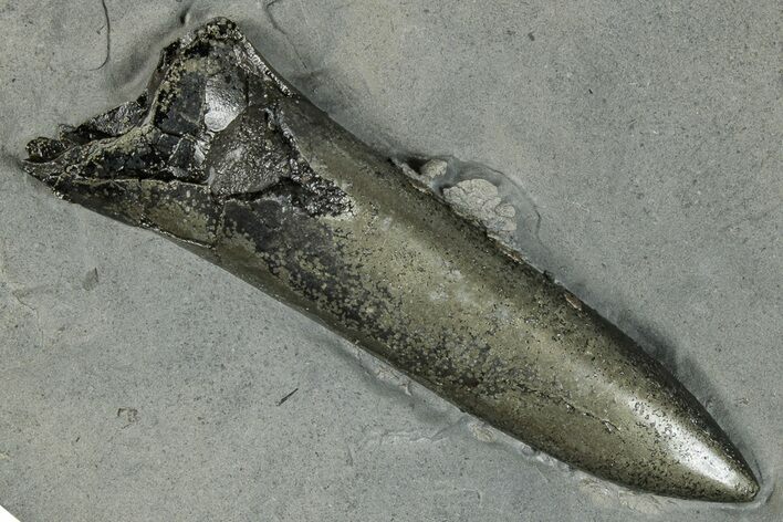 2.25" Pyritized Fossil Belemnite (Acrocoelites) - Germany (#266515) For ...