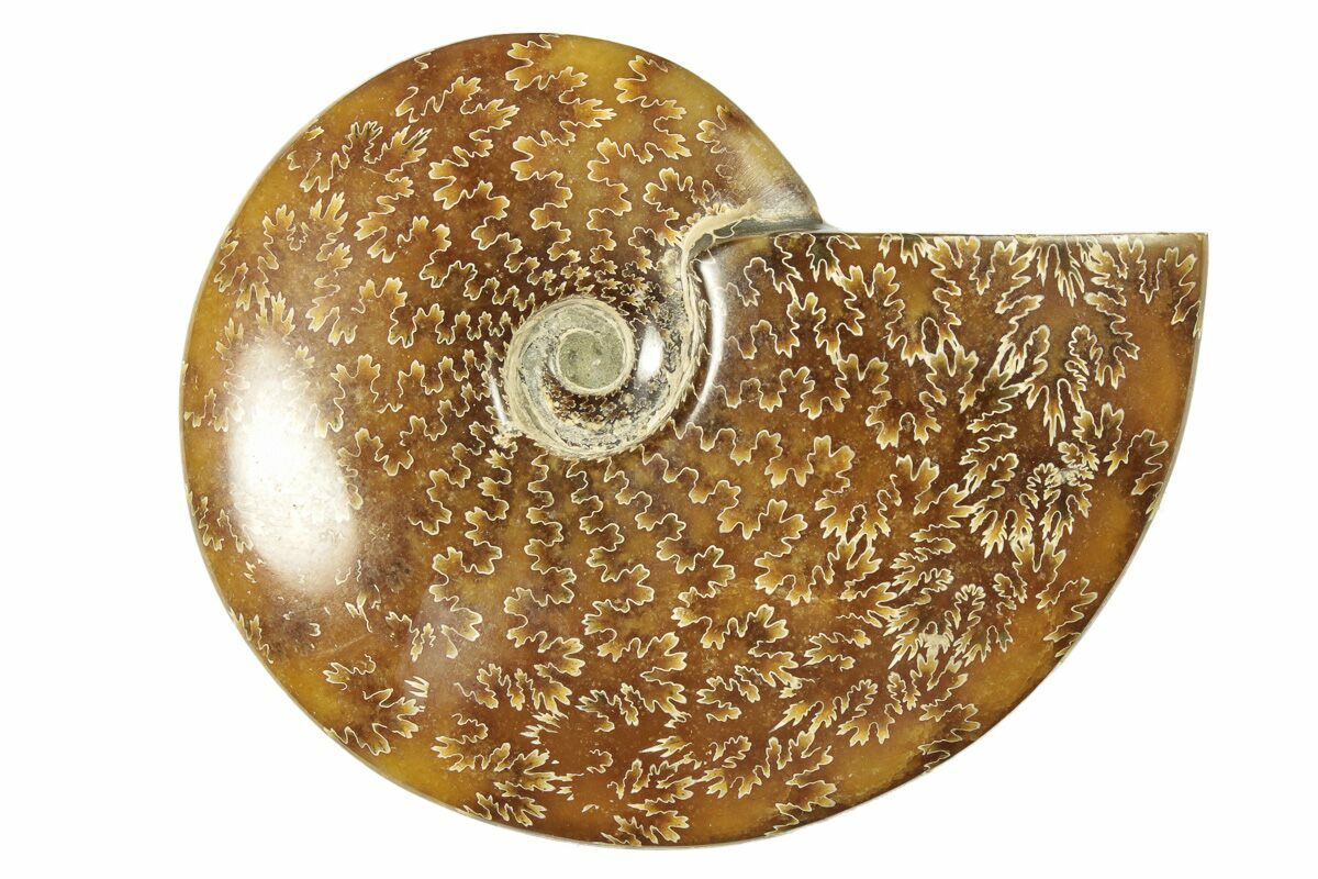 5" Polished Ammonite (Cleoniceras) Fossil - Madagascar (#266766) For ...