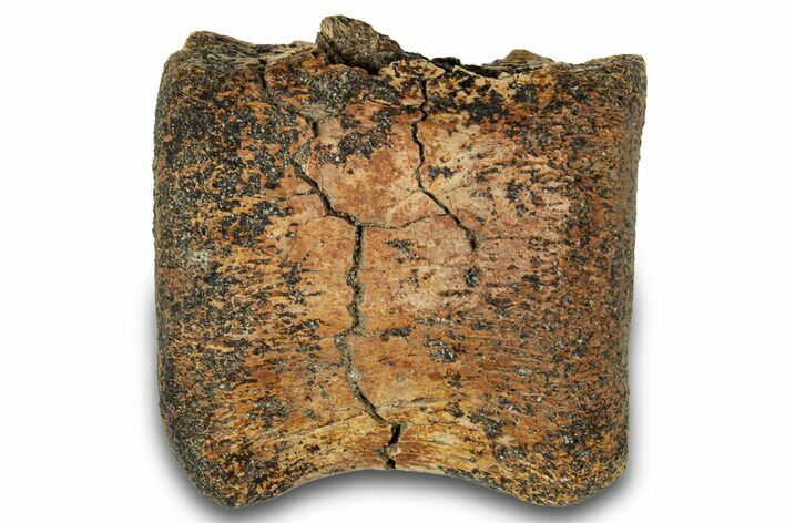 1.9" Hadrosaur (Brachylophosaurus?) Partial Caudal Vertebra - Montana ...