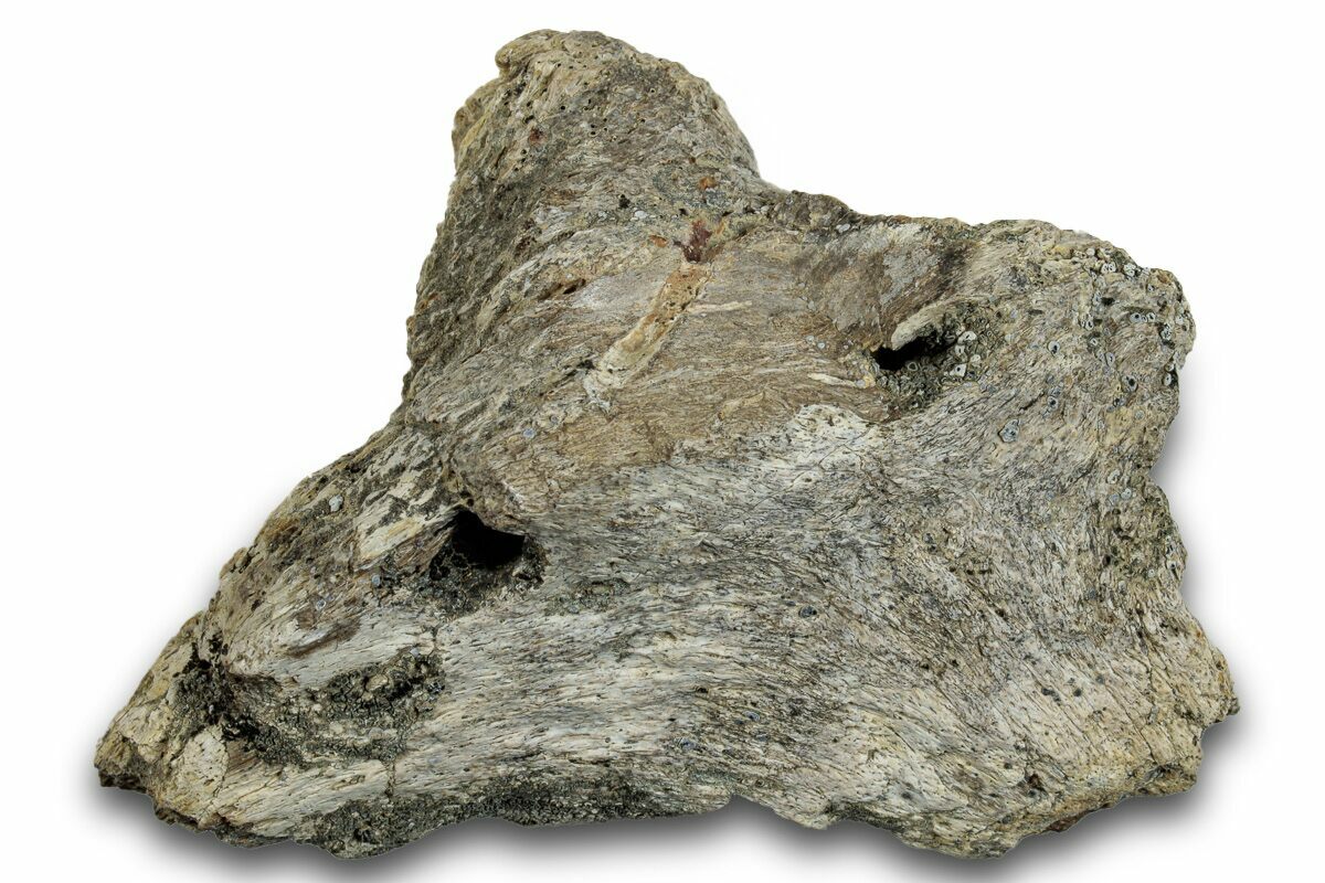 3.35" Dinosaur (Triceratops) Frill Shield Section - Montana (#266890 ...