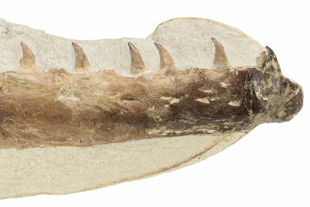 6.6" Fossil Mosasaur (Tethysaurus) Jaw - Asfla, Morocco (#266935) For ...