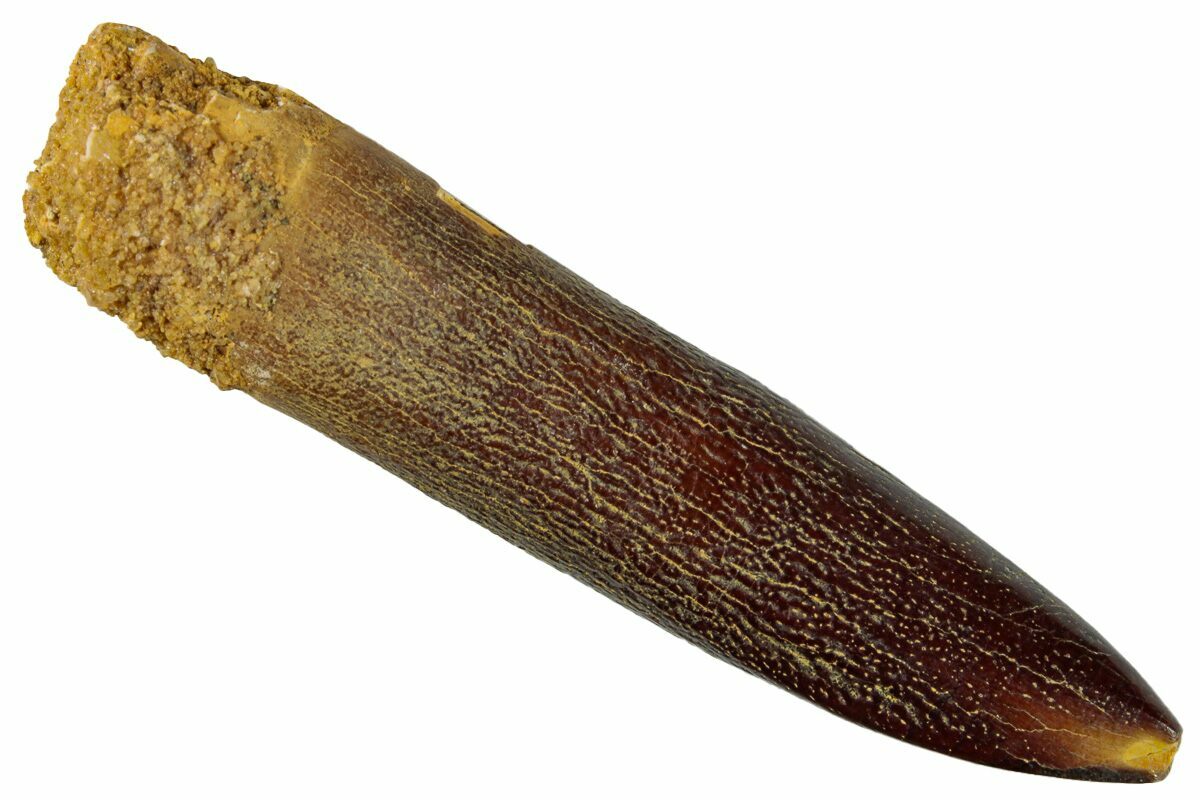 2.27" Fossil Sauropod Dinosaur (Titanosaur) Tooth - Morocco (#267295 ...