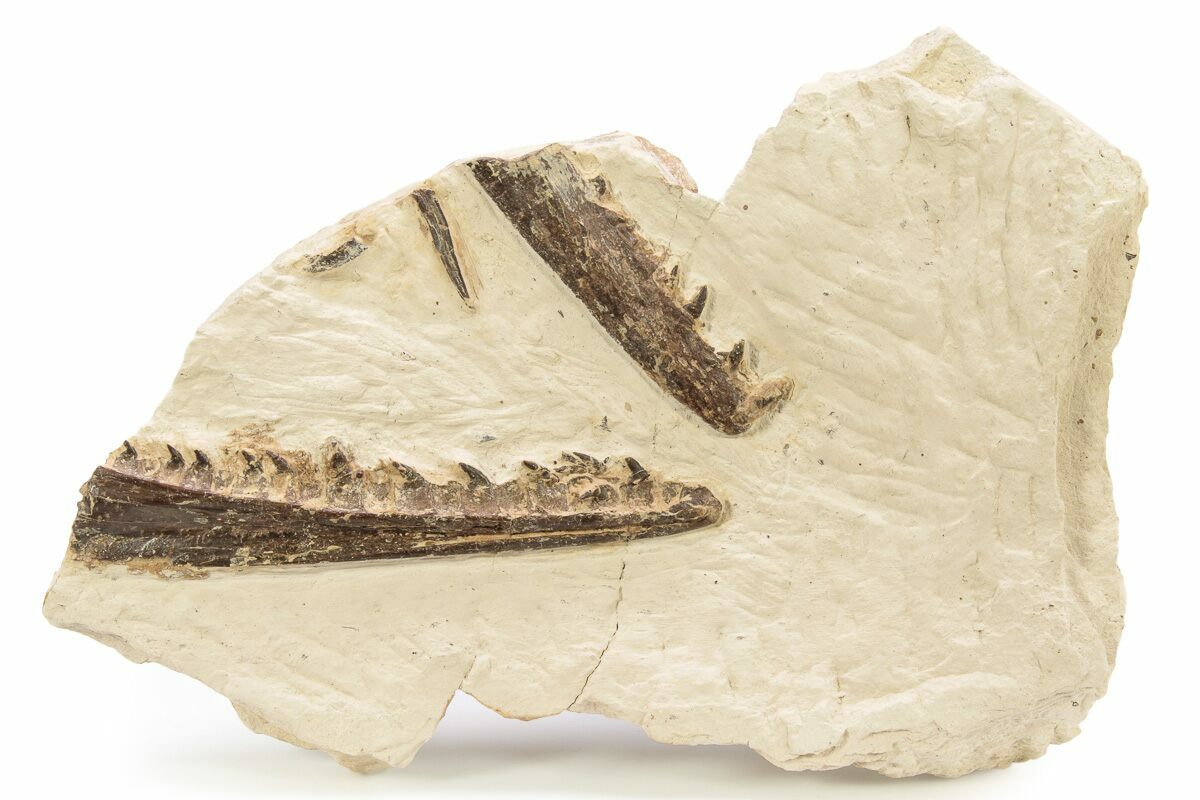 Fossil Mosasaur (Tethysaurus) Jaws - Asfla, Morocco (#267145) For Sale ...
