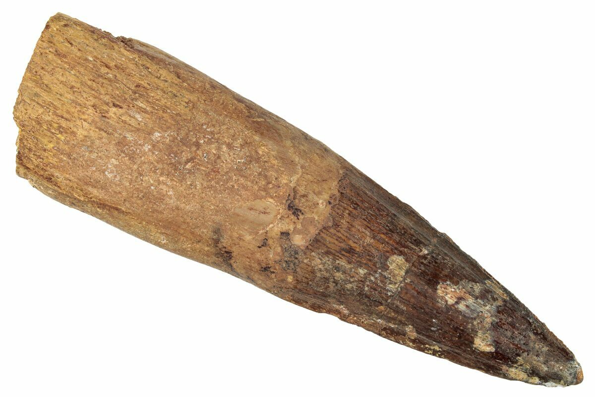 Bargain, 3.19" Fossil Spinosaurus Tooth - Restored Root (#267541) For ...