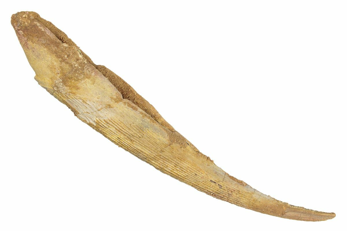6.8" Fossil Shark (Hybodus) Dorsal Spine - Kem Kem Beds, Morocco ...