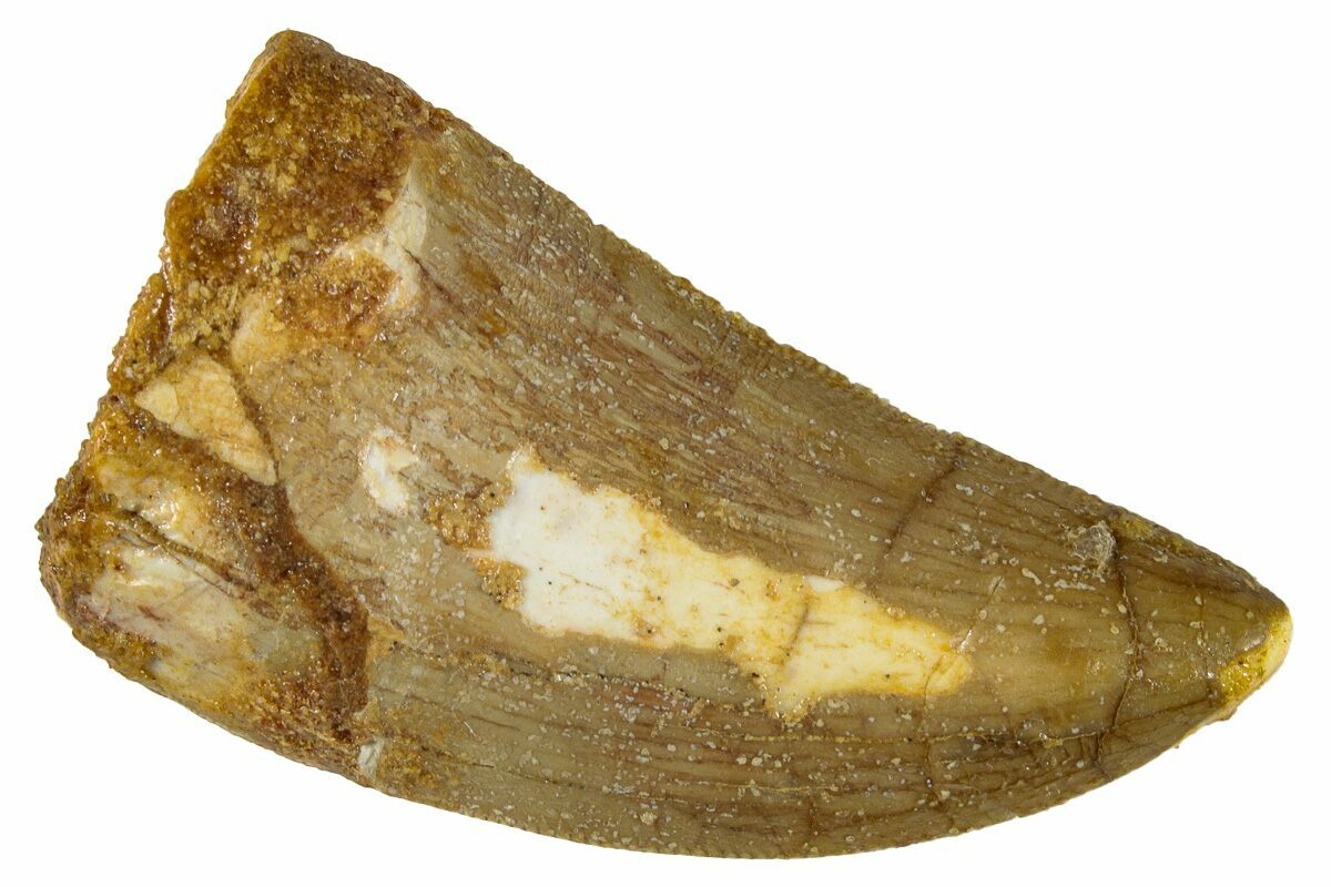 Serrated, 1.72" Carcharodontosaurus Tooth - Real Dinosaur Tooth ...
