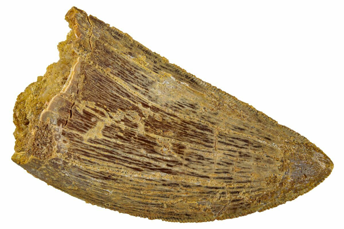 Serrated, 2.13" Carcharodontosaurus Tooth - Real Dinosaur Tooth ...