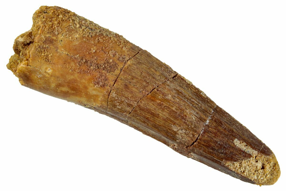 2.25" Fossil Spinosaurus Tooth - Real Dinosaur Tooth (#268126) For Sale ...