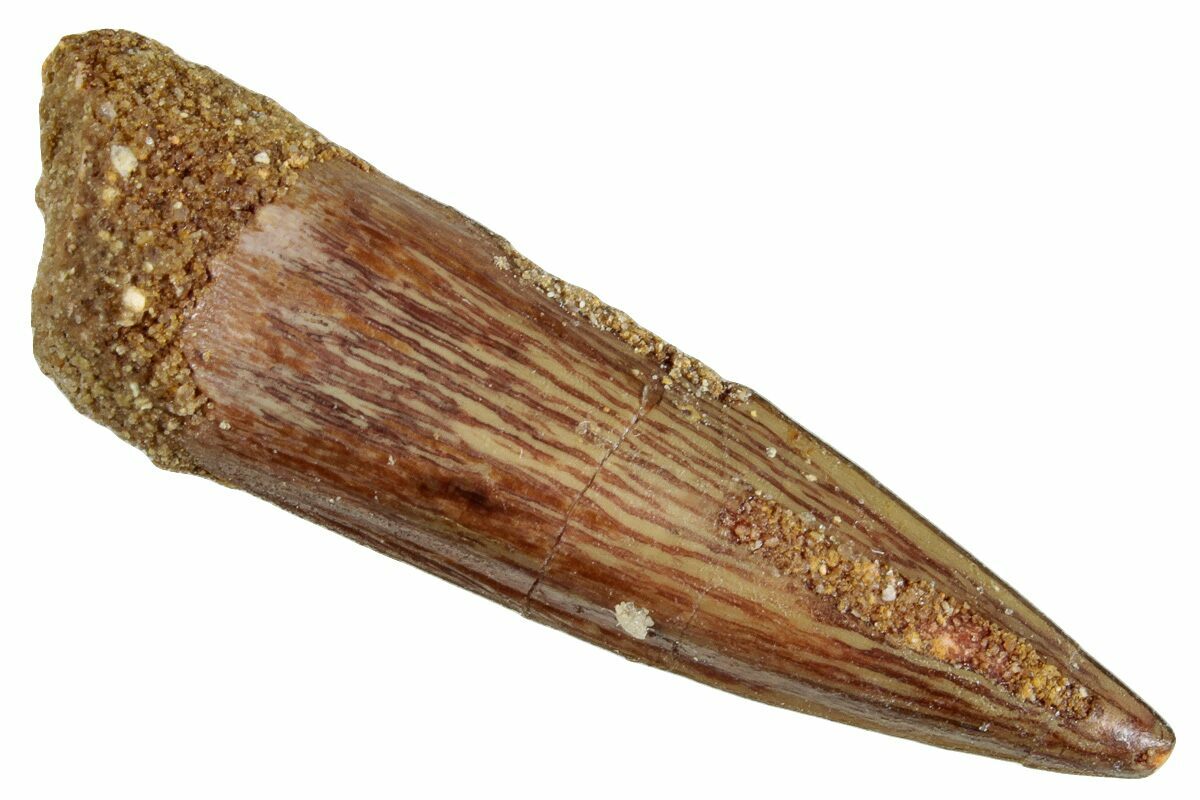 1.69" Fossil Spinosaurus Tooth - Real Dinosaur Tooth (#268425) For Sale ...