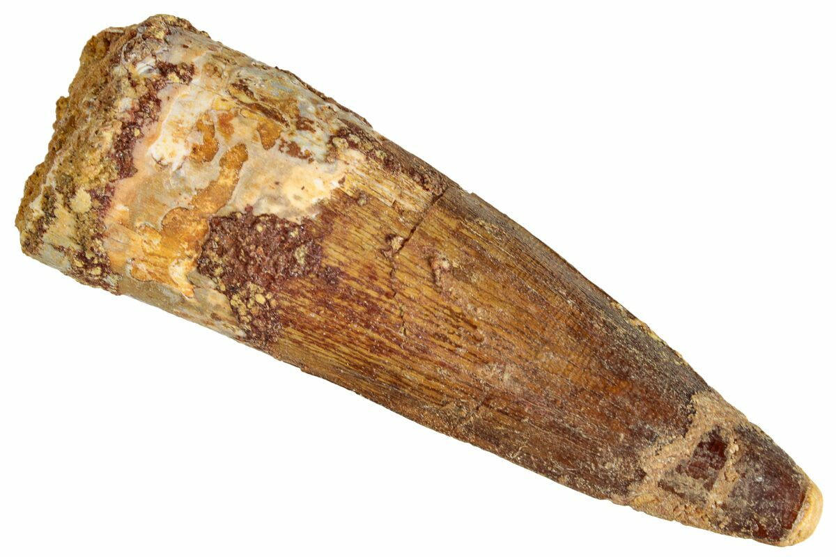 2.47" Fossil Spinosaurus Tooth - Real Dinosaur Tooth (#268141) For Sale ...