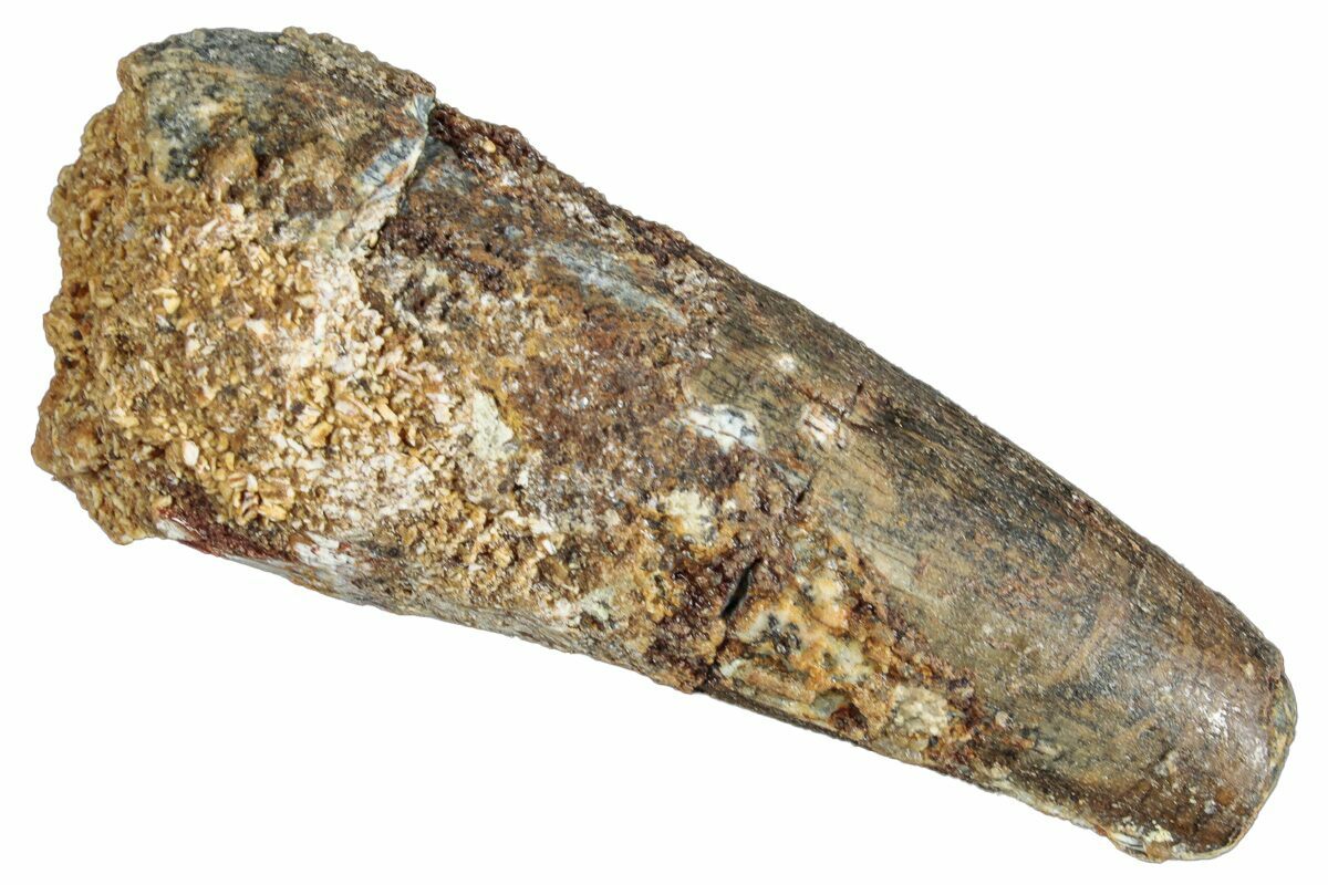 2.08" Fossil Spinosaurus Tooth - Real Dinosaur Tooth (#268161) For Sale ...