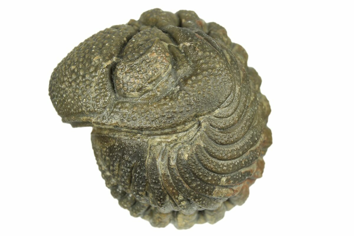 2" Long, Bumpy Enrolled Morocops Trilobite - Morocco (#269174) For Sale ...