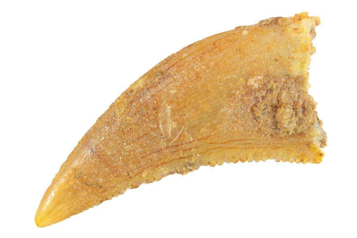 Serrated, .42" Raptor Tooth - Real Dinosaur Tooth (#268375) For Sale ...