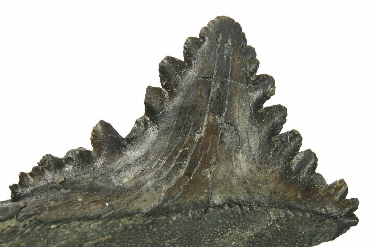 1.65" Bizarre Shark (Edestus) Jaw Section with Tooth - Carboniferous ...