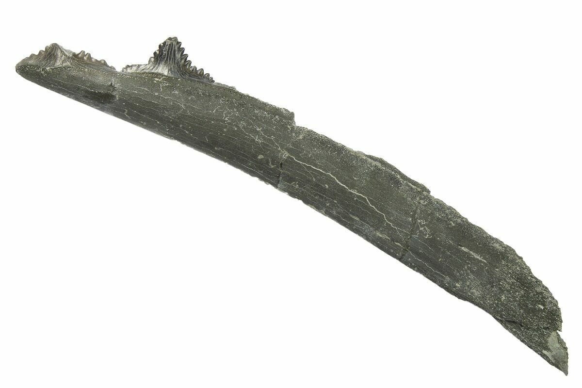7.1" Bizarre Shark (Edestus) Jaw Section with Tooth - Carboniferous ...