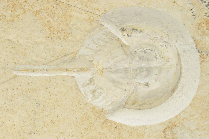 4.6" Horseshoe Crab (Mesolimulus) Fossil - Solnhofen Limestone (#269767 ...