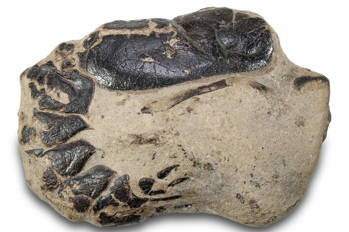 3.4" Cretaceous Lobster (Hoploparia) Fossil - New Jersey (#269626) For ...