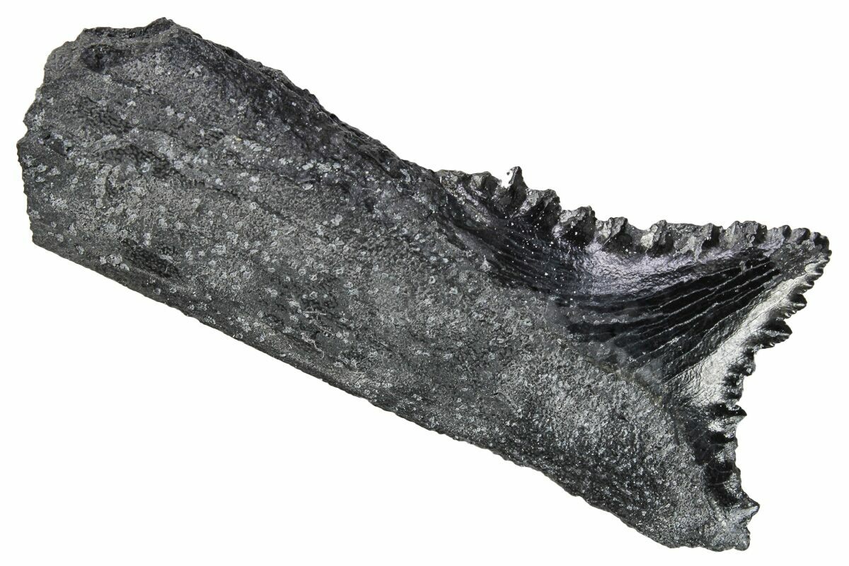 1.8" Bizarre Shark (Edestus) Jaw Section with Tooth - Carboniferous ...