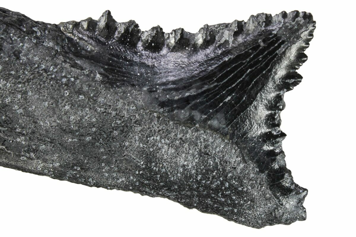 1.8" Bizarre Shark (Edestus) Jaw Section with Tooth - Carboniferous ...