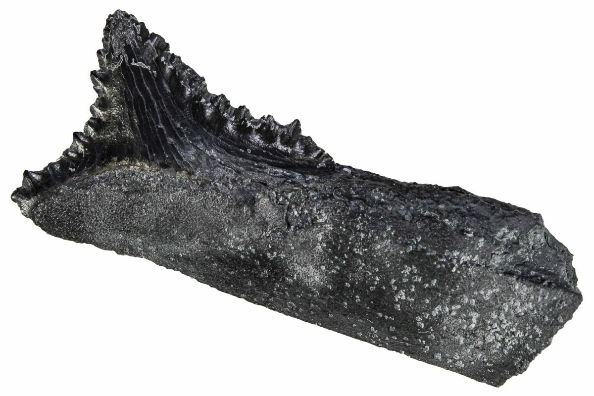 1.8" Bizarre Shark (Edestus) Jaw Section with Tooth - Carboniferous ...